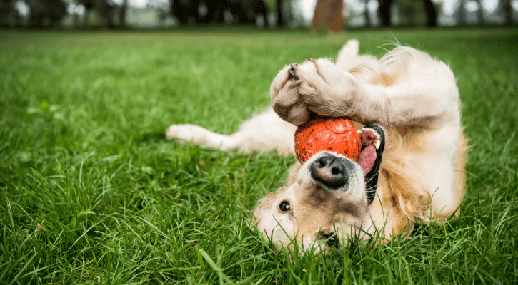 Pet Wellness Exams Near Me 30542 PetCare Animal Hospital Pet Wellness Exams Near Me 30542 PetCare Animal Hospital